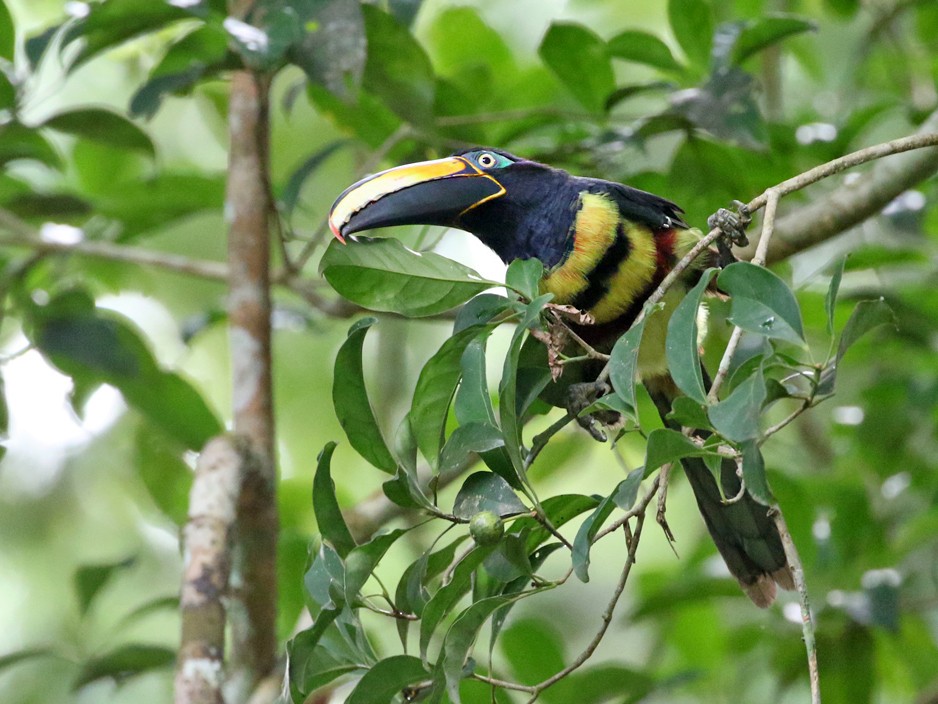 Many-banded Aracari - eBird