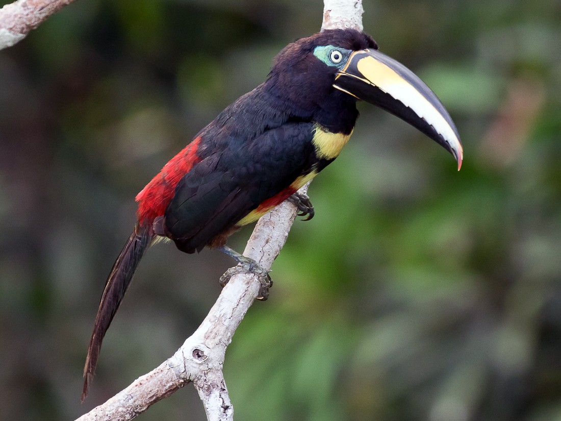 Many-banded Aracari - eBird