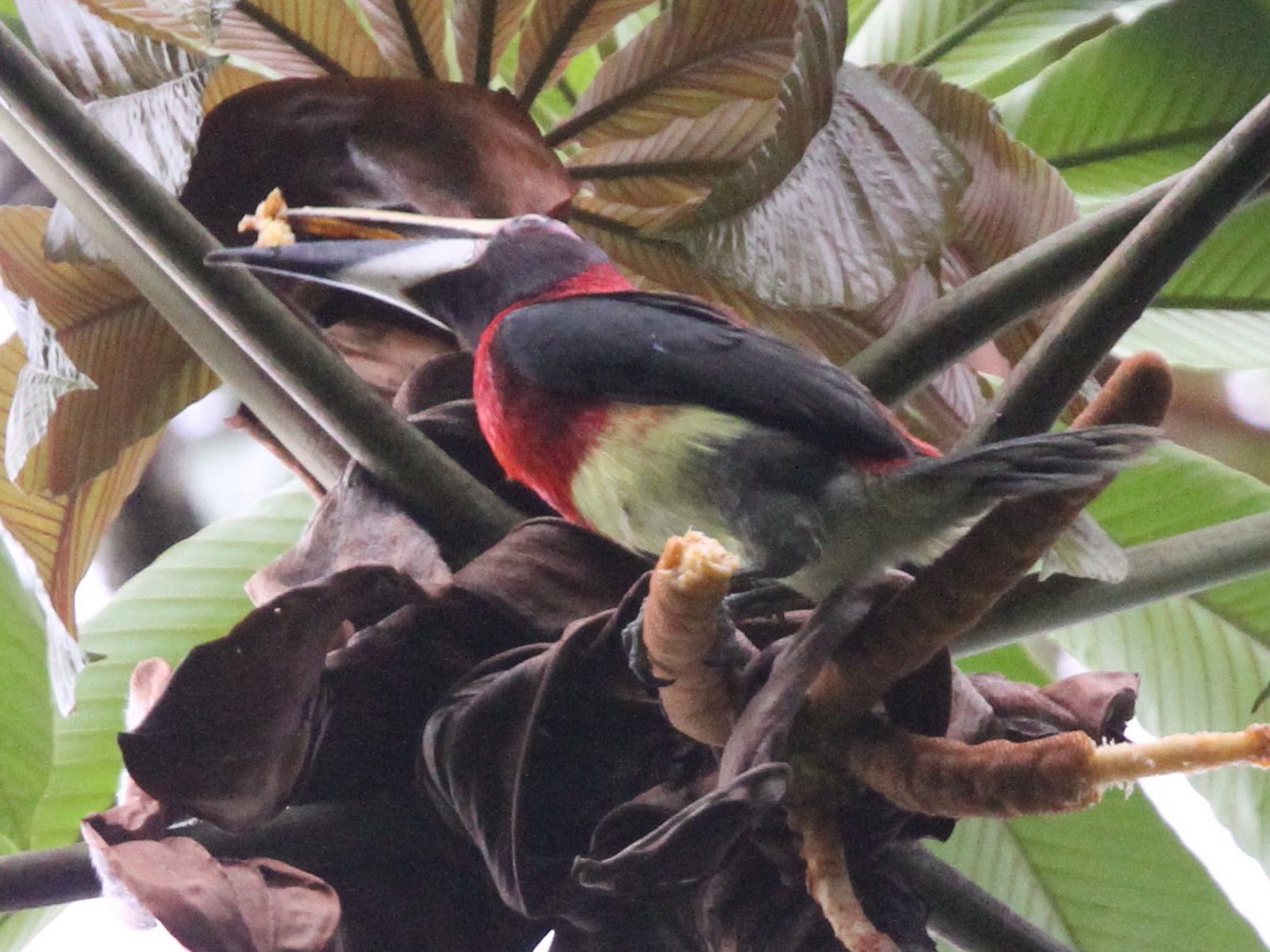 Red-necked Aracari - eBird