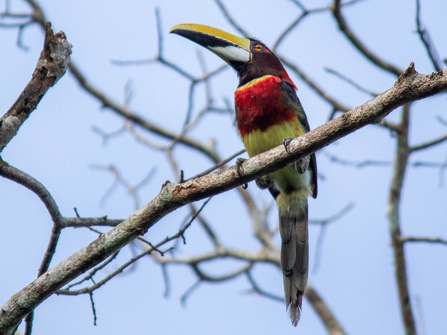 Red-necked Aracari - eBird