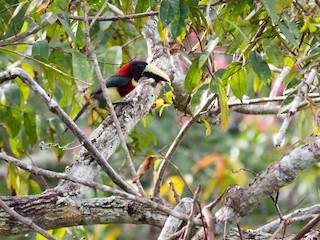 Red-necked Aracari - eBird