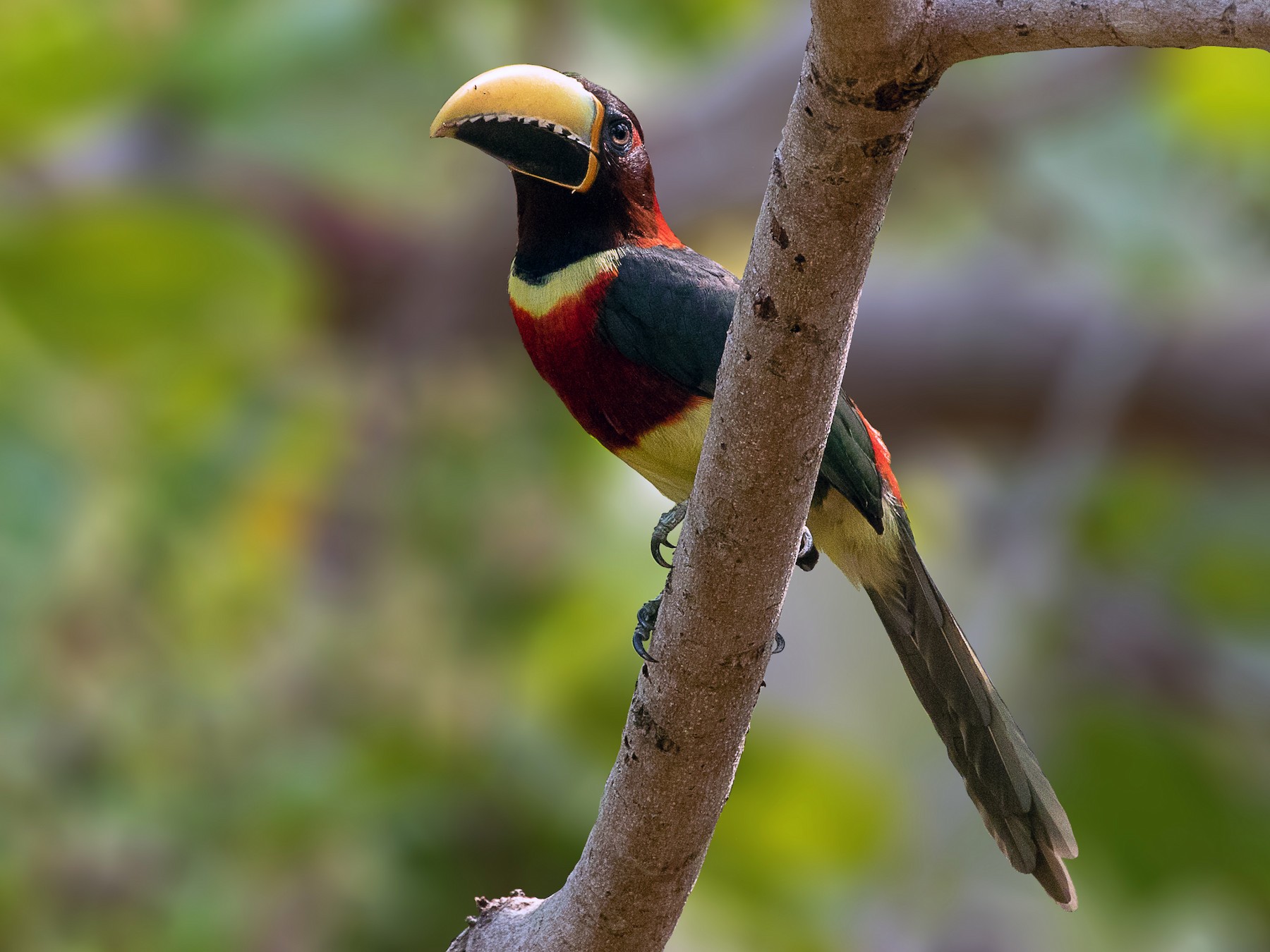 Red-necked Aracari - eBird