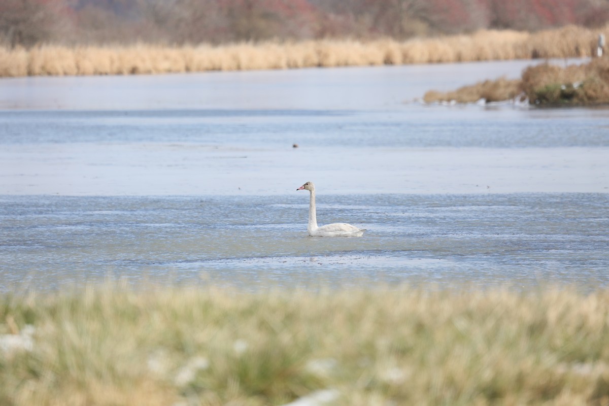 eBird Checklist - 16 Nov 2019 - Killdeer Plains Wildlife Area--Harold ...