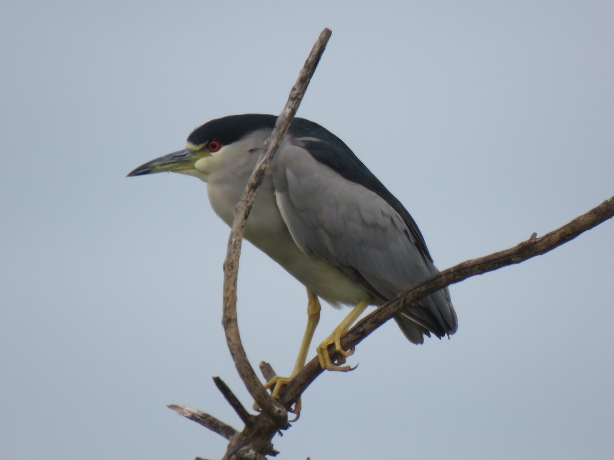 eBird Checklist - 17 Nov 2019 - Nubbin Slough - 46 species (+1 other taxa)