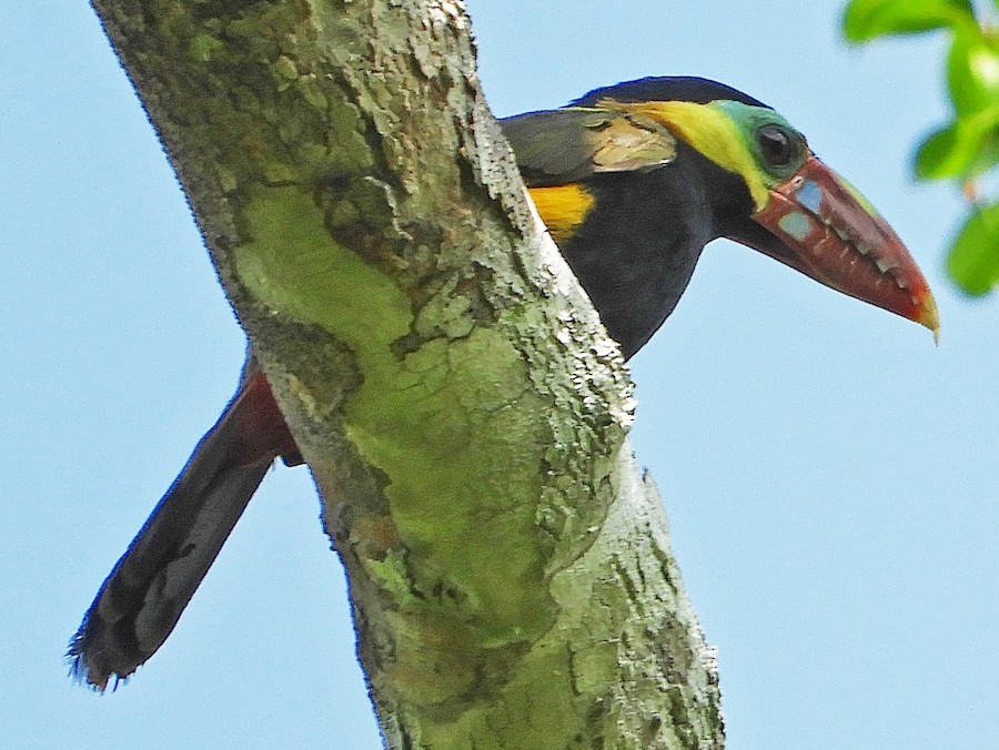 Tawny-tufted Toucanet - eBird