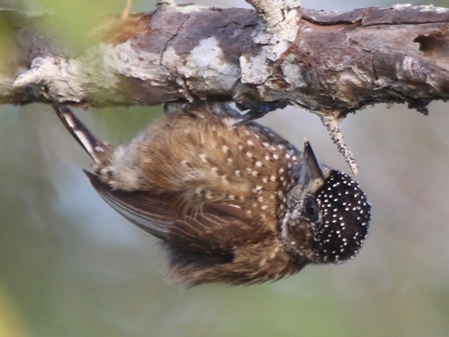Spotted Piculet - eBird