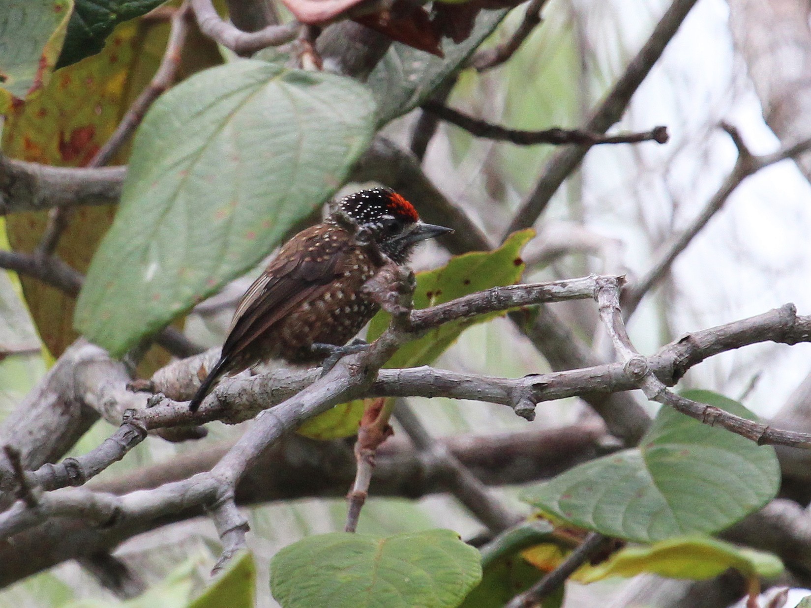 Spotted Piculet - eBird