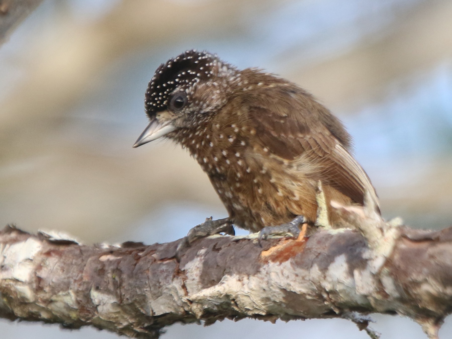 Spotted Piculet - eBird