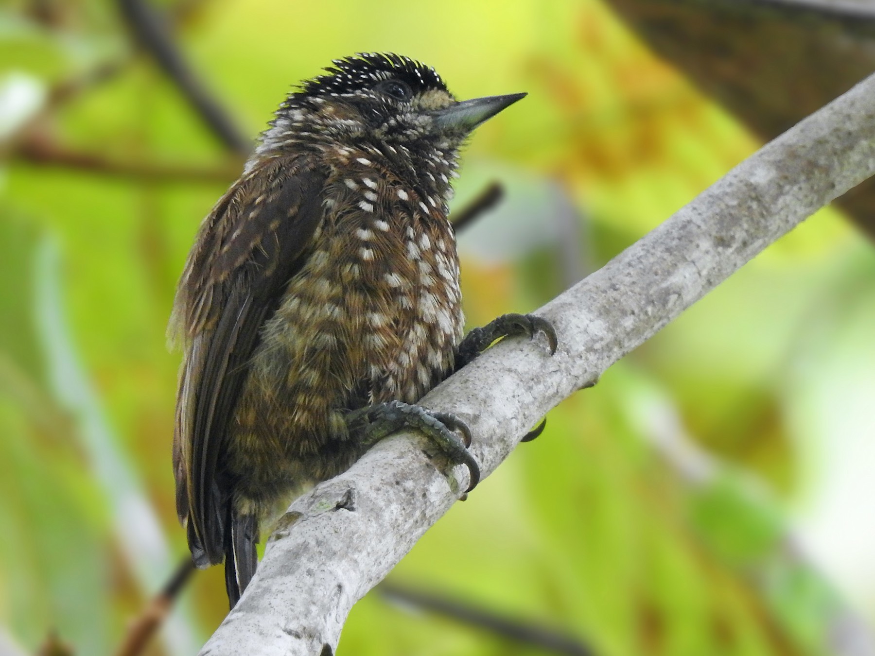 Spotted Piculet - eBird