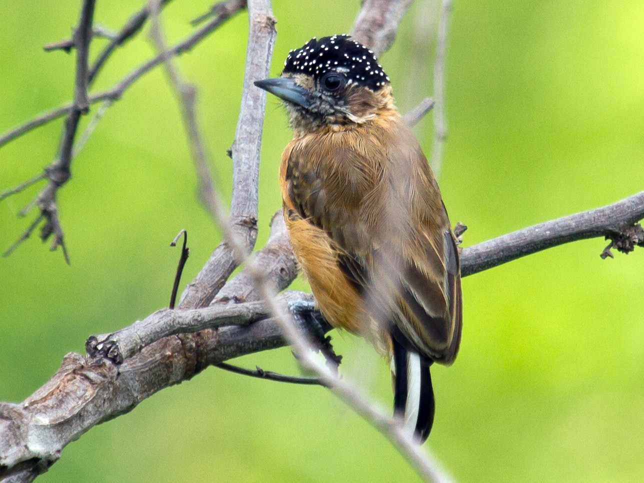 Ochraceous Piculet - eBird