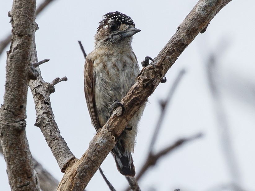 Ochraceous Piculet - eBird