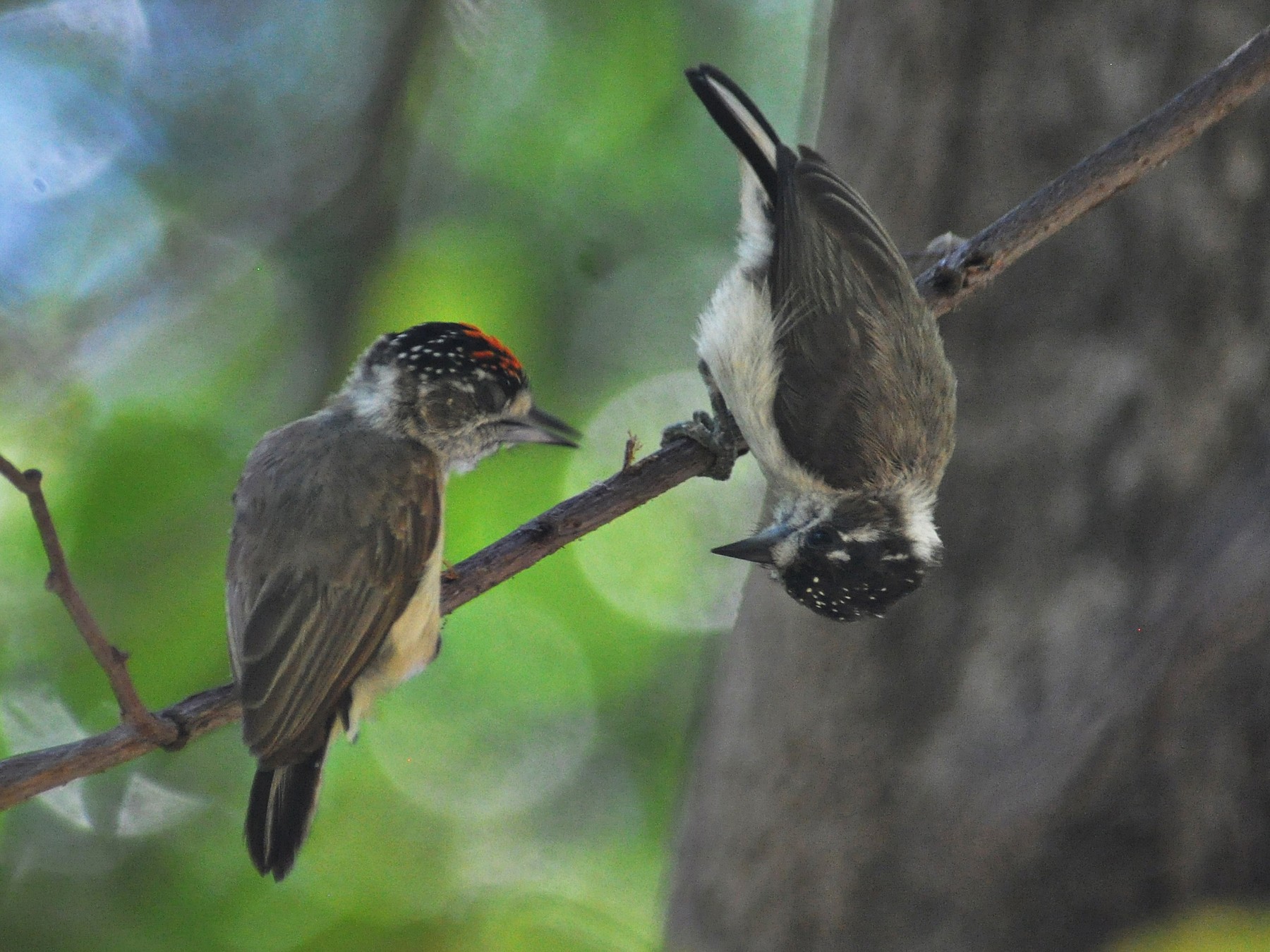 Ochraceous Piculet - eBird