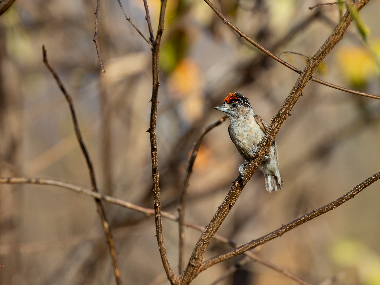 Ochraceous Piculet - eBird