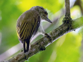 Plain-breasted Piculet - eBird