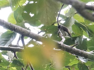 Plain-breasted Piculet - eBird