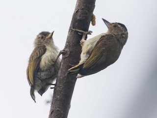 Plain-breasted Piculet - eBird