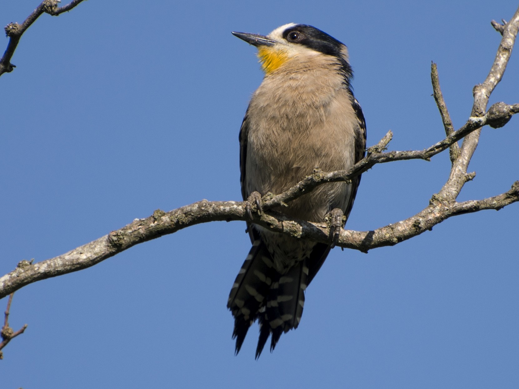 White-fronted Woodpecker - eBird