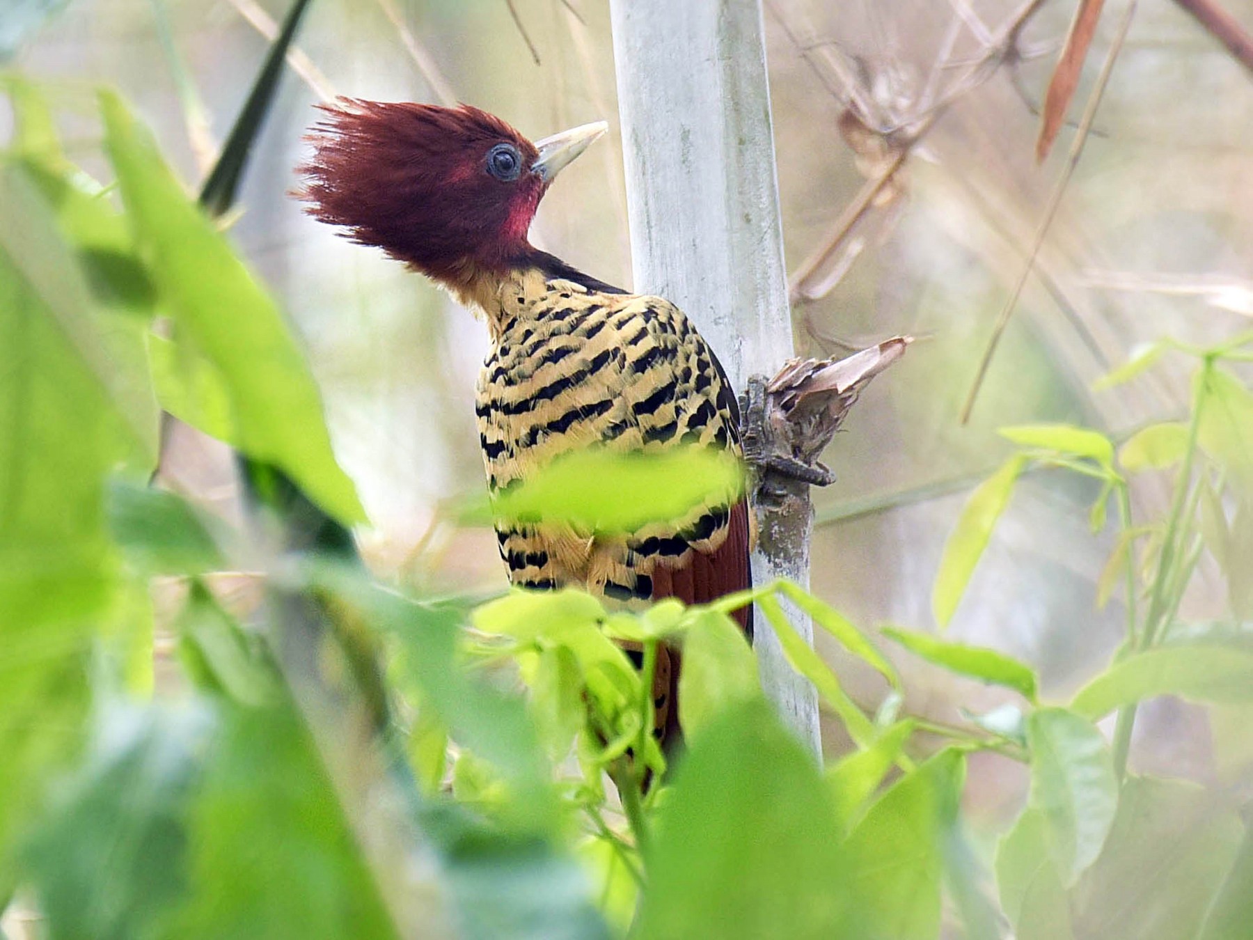 Kaempfer's Woodpecker - eBird