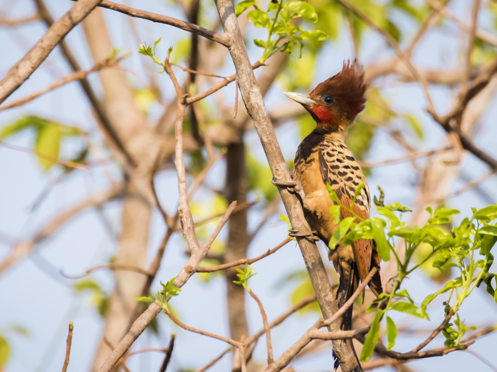 Kaempfer's Woodpecker - eBird