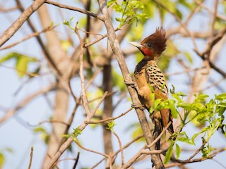 Kaempfer's Woodpecker - eBird