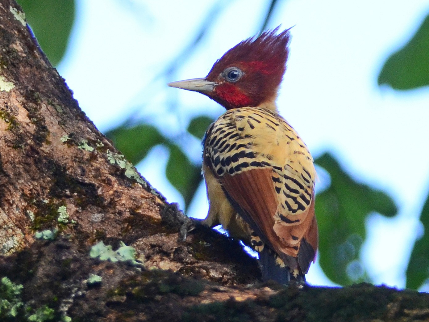 Kaempfer's Woodpecker - eBird