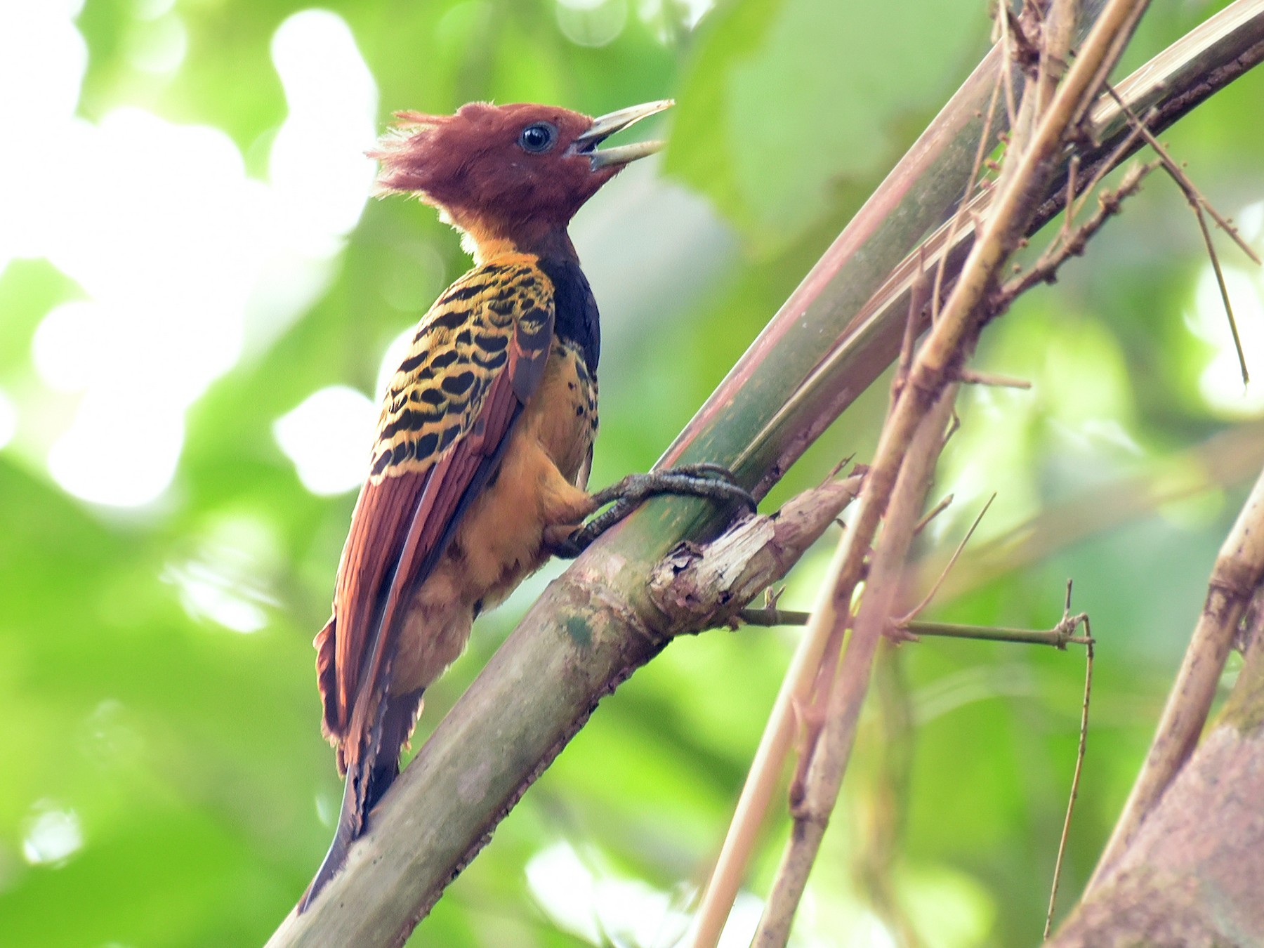 Kaempfer's Woodpecker - eBird