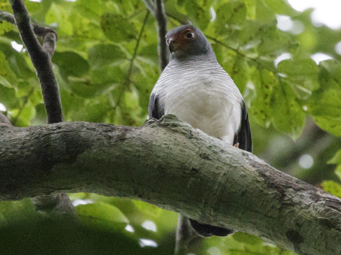 Cryptic Forest-Falcon - eBird