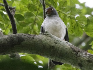 Cryptic Forest-Falcon - eBird