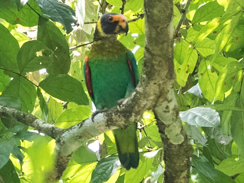 Vulturine Parrot - eBird