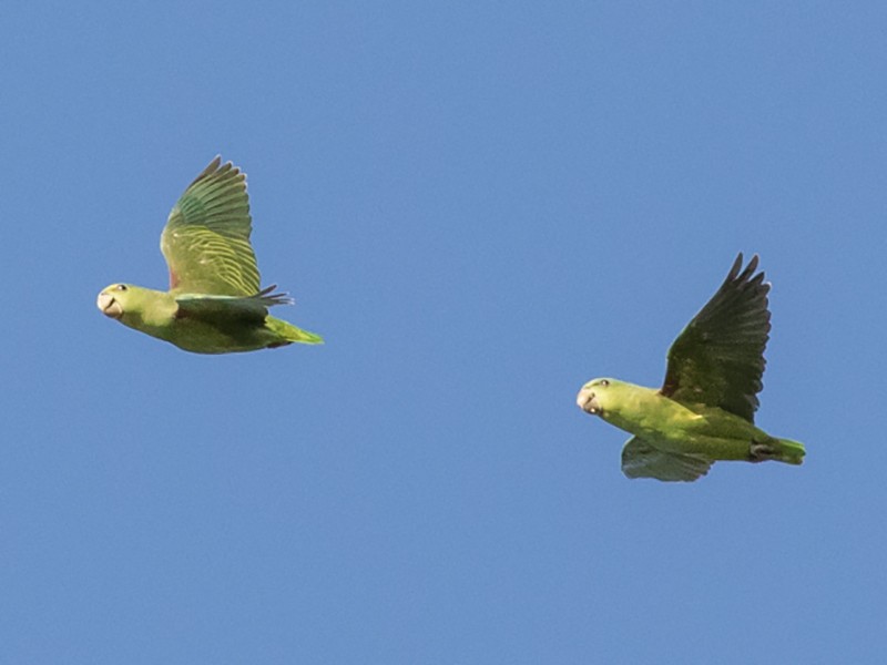 Short-tailed Parrot - eBird