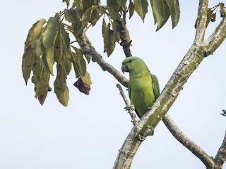 Short-tailed Parrot - eBird