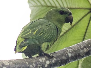 Short-tailed Parrot - eBird