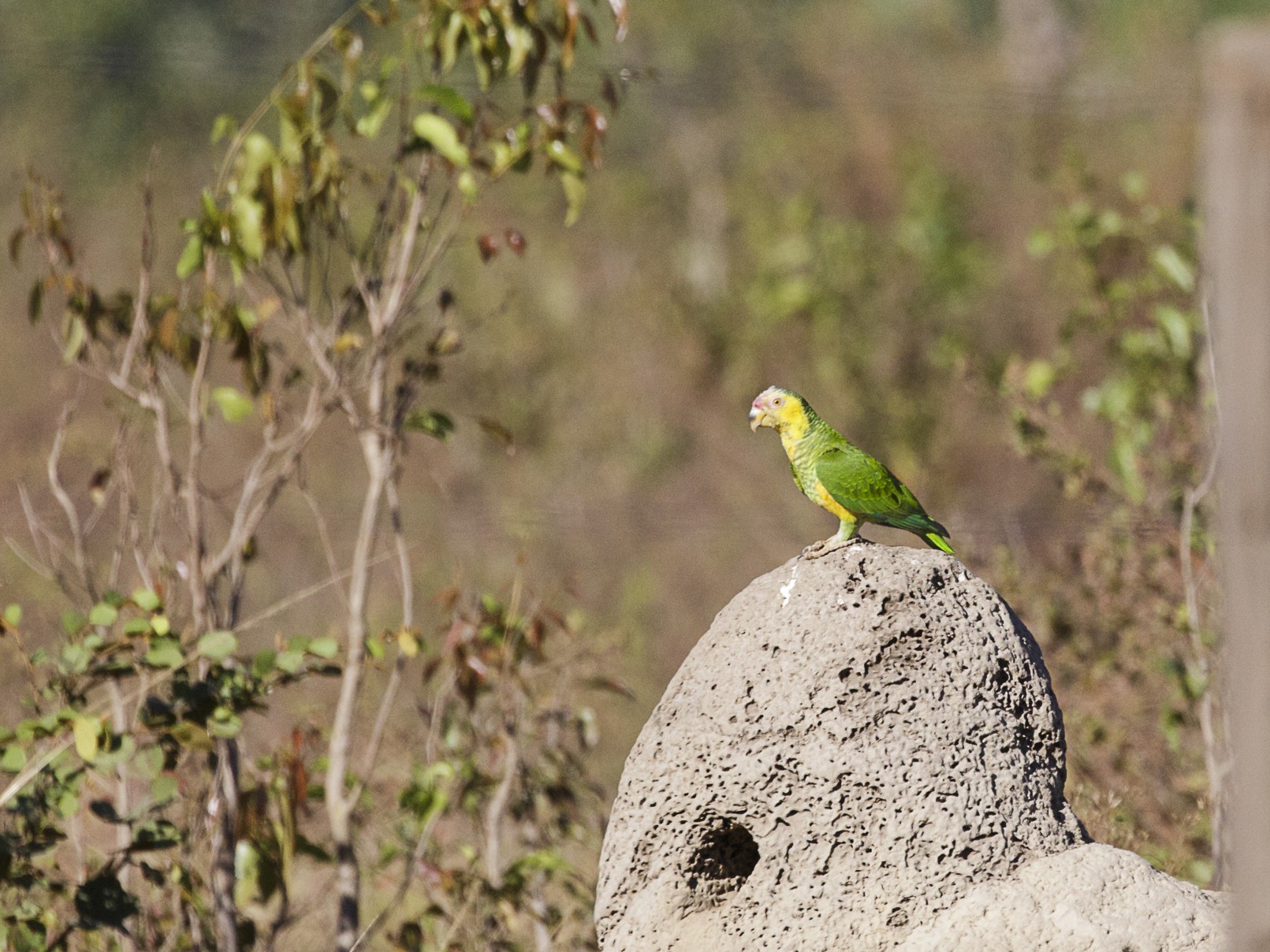 Yellow-faced Parrot - eBird