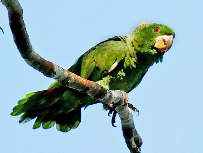 Kawall's Parrot - eBird