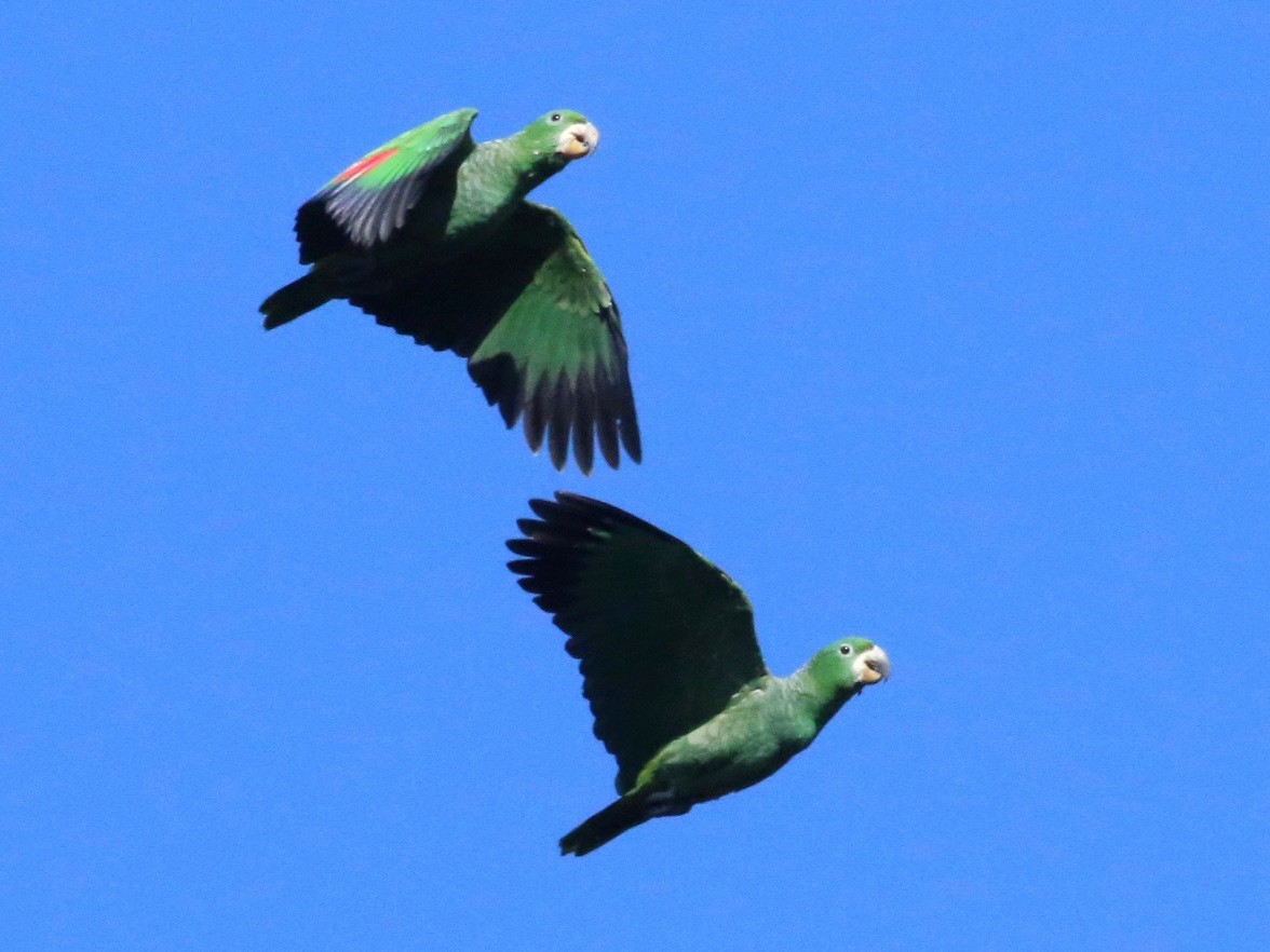 Kawall's Parrot - eBird