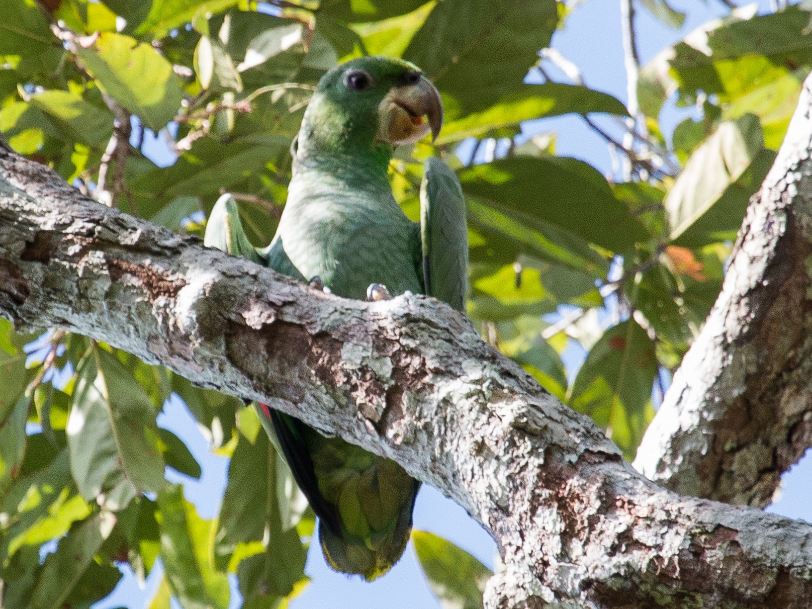 Kawall's Parrot - eBird