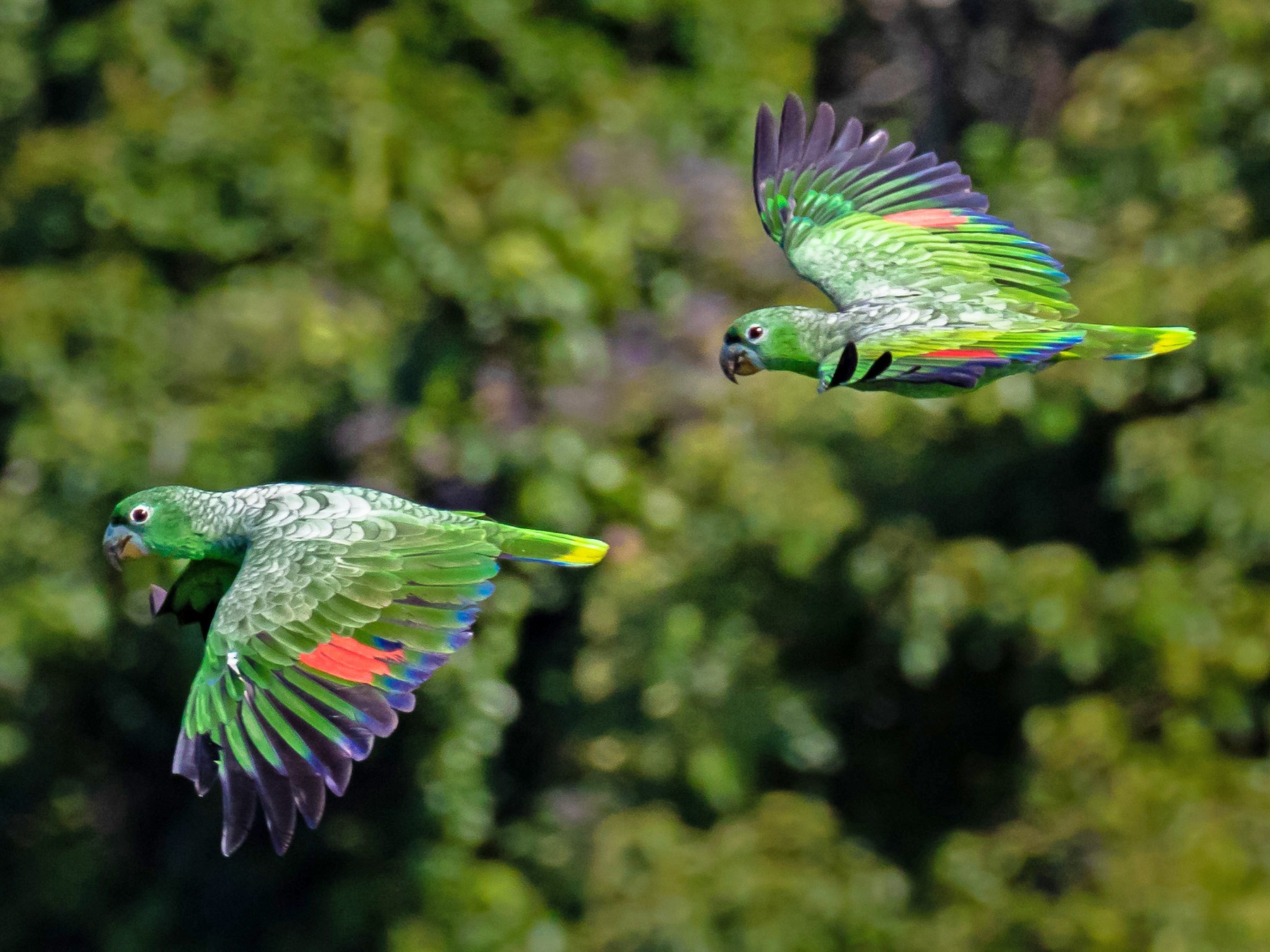 Kawall's Parrot - eBird