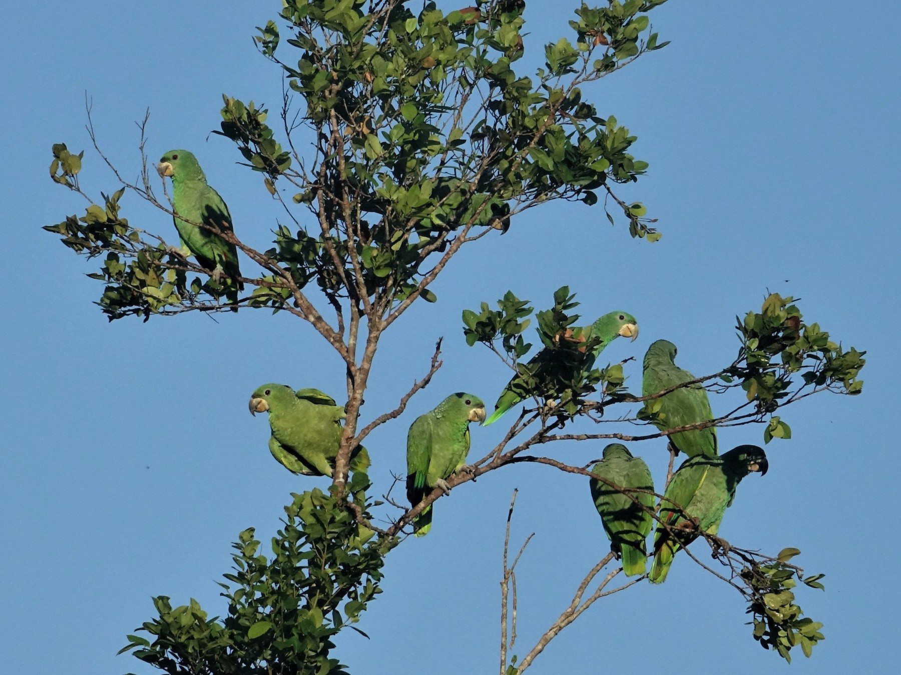 Kawall's Parrot - eBird