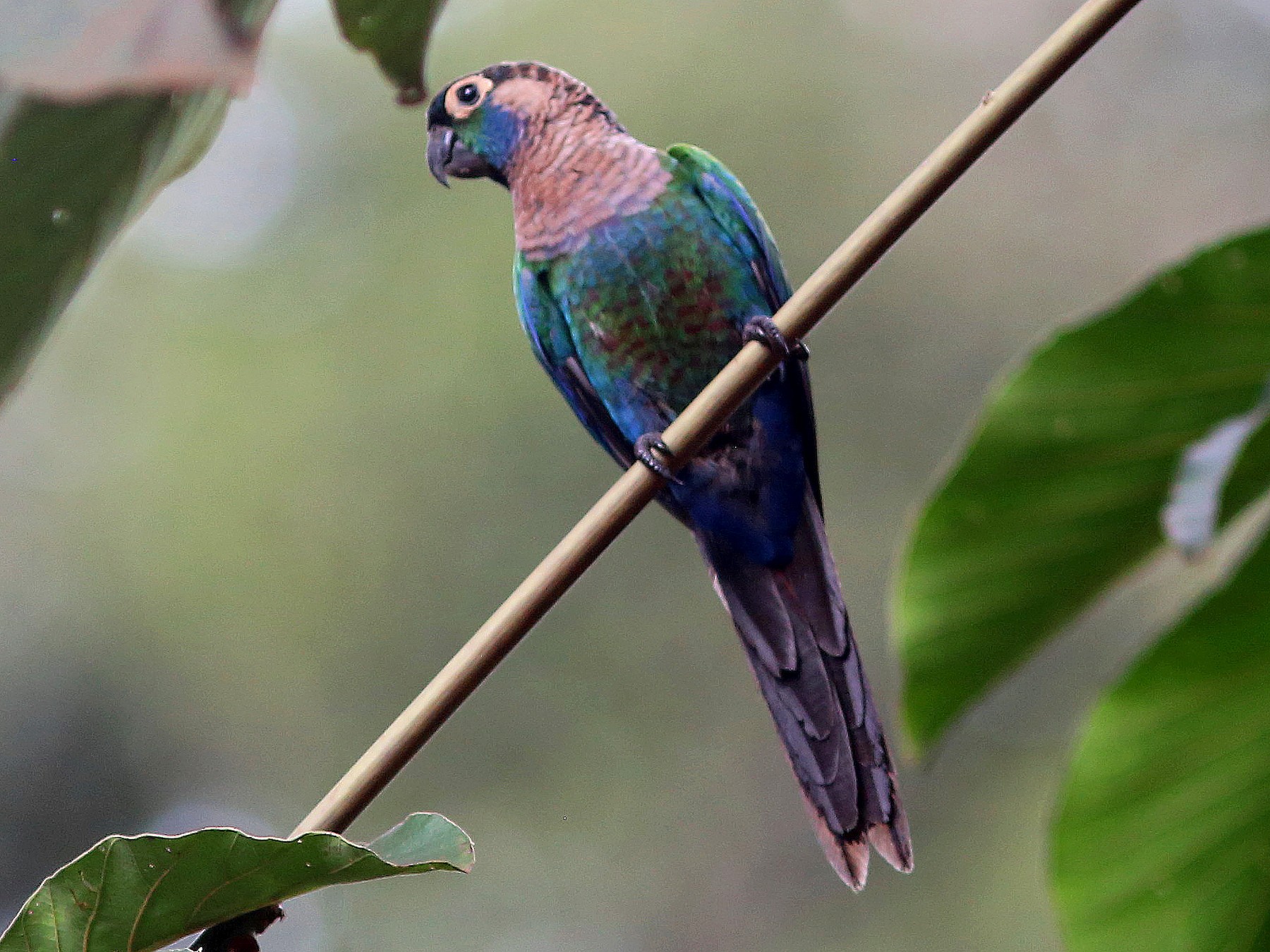 Pearly Parakeet - eBird