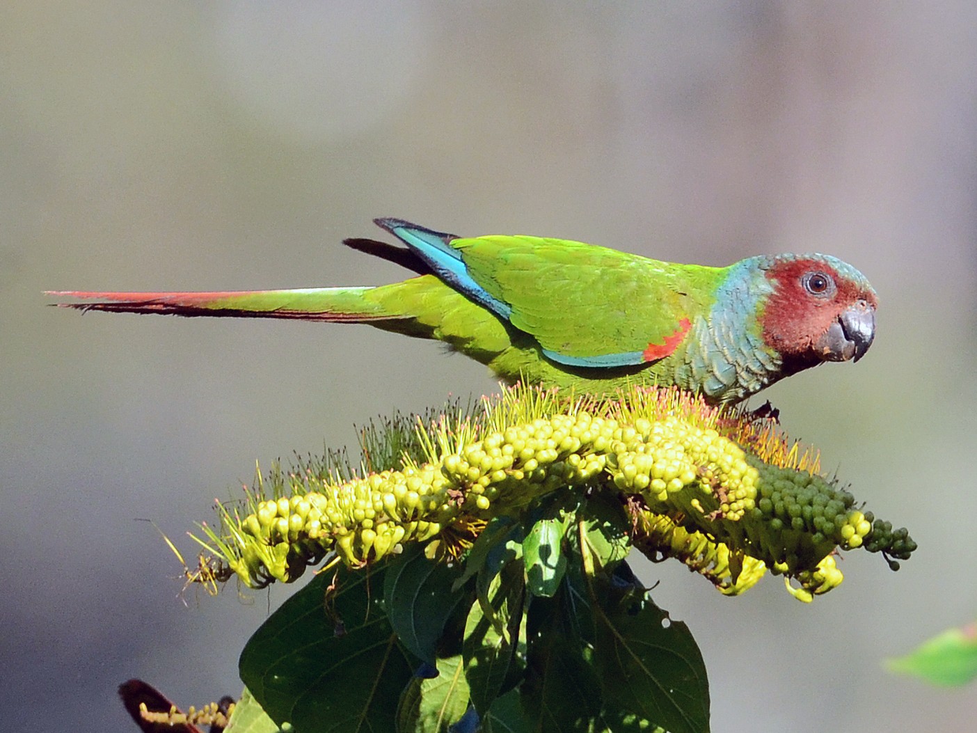 Fimerov belouhi pirura papagaj - eBird