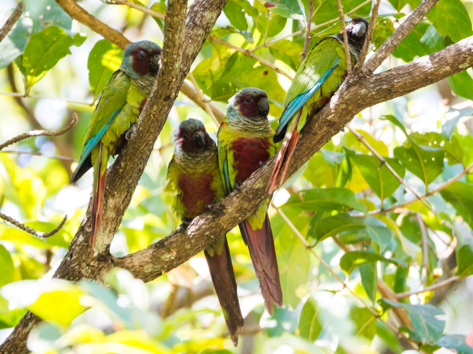 Pfrimer's Parakeet - eBird