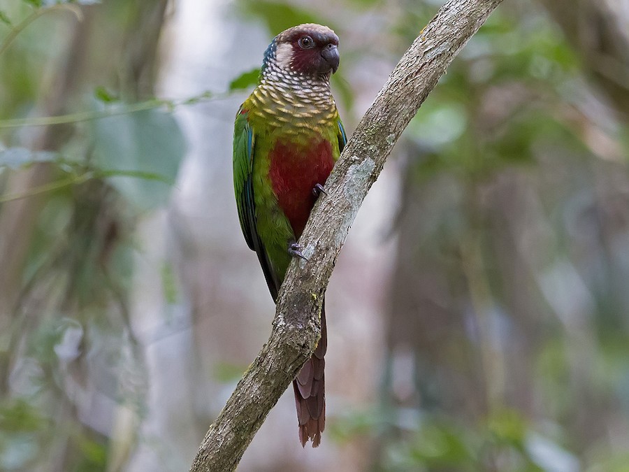 Maroon-faced Parakeet - eBird