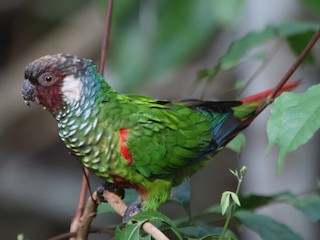 Maroon-faced Parakeet - eBird