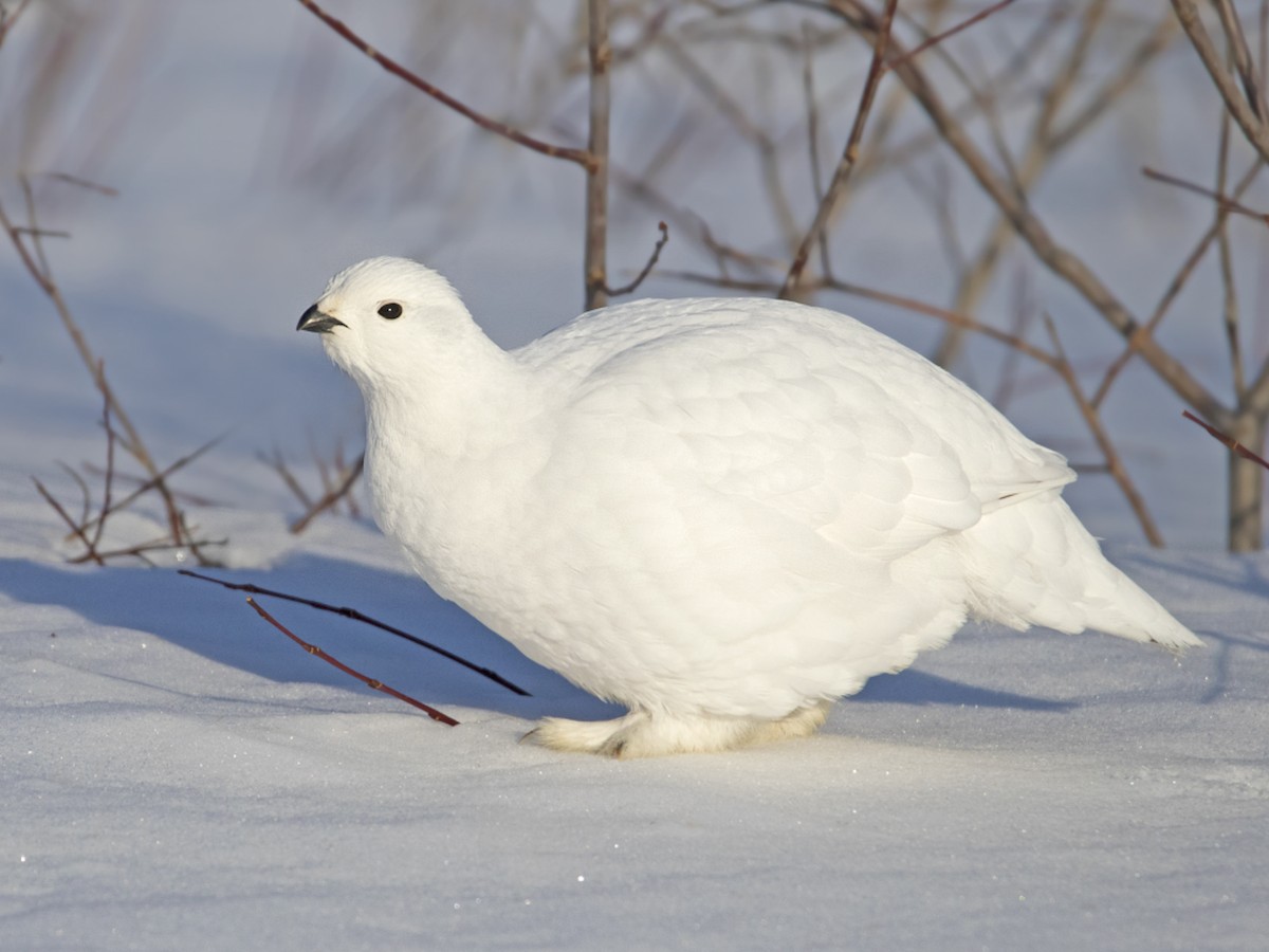 Willow Ptarmigan - Lagopus lagopus - Birds of the World