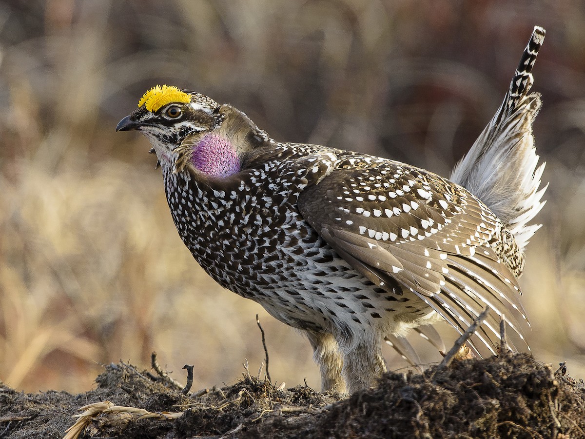 Sharp Tailed Grouse Male