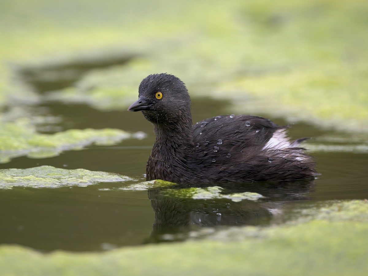 Least Grebe - Tachybaptus dominicus - Birds of the World