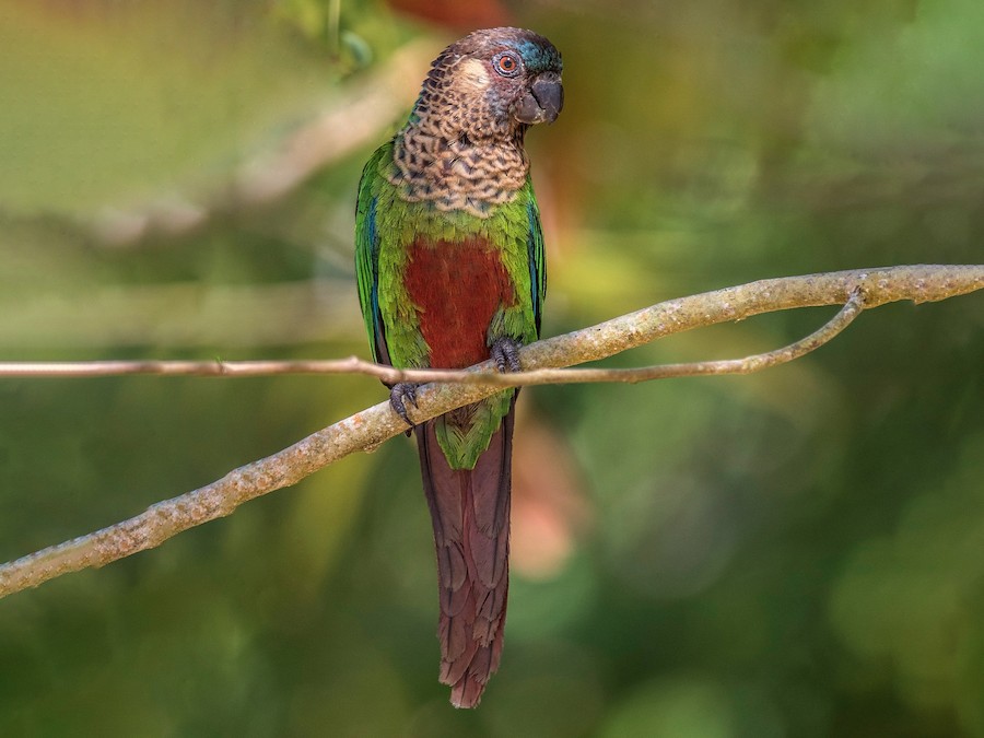 Santarem Parakeet - eBird