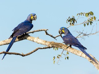 Hyacinth Macaw - eBird