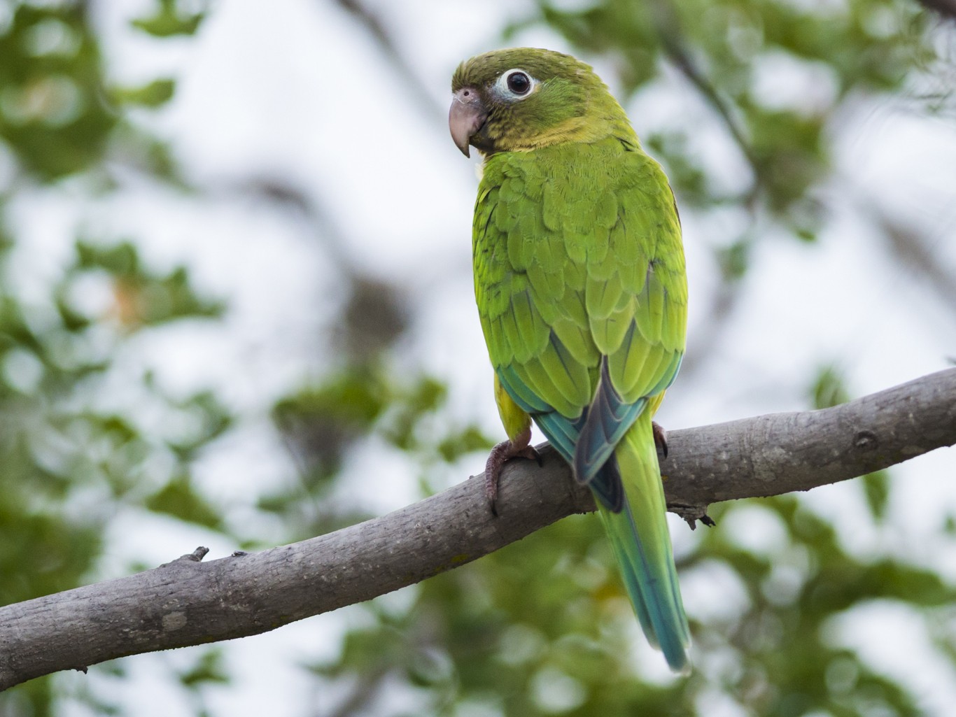 Cactus Parakeet - eBird