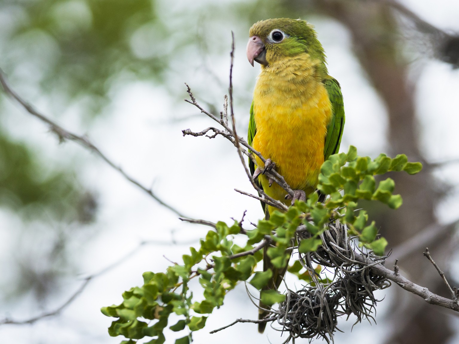 Cactus Parakeet - eBird